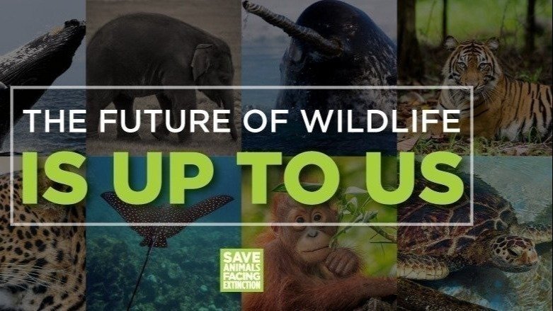 Petition · Save animal means Save life - India · Change.org