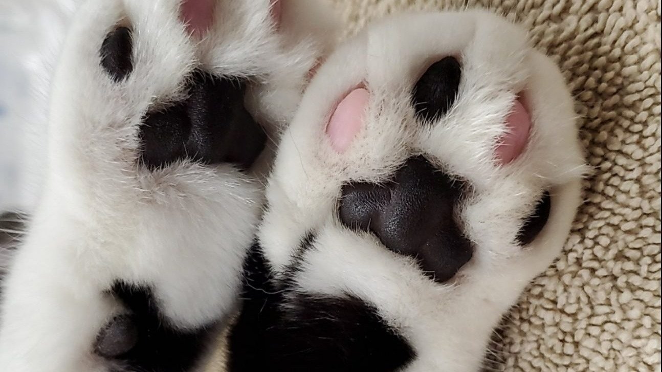 Petition · Raise the penalty for cutting parts of cat's paws away to ...