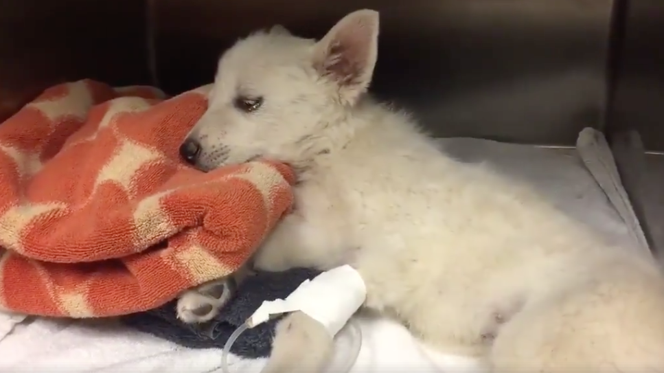 Petition · Justice for Puppy in Coma with Skull Bashed In - United ...