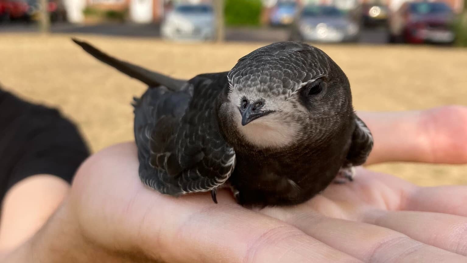 Petition · Save Swifts: Make Swift brick nests a requirement in ...