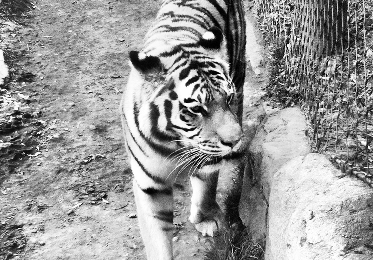 Petition · Stop poachers, and protect the tigers and their habitats ...