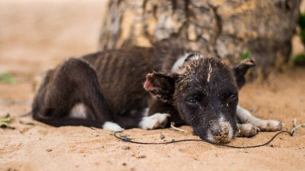 Petition · Stop $1 M Animal Fraud & Corruption - Save Kittens/Pups at ...