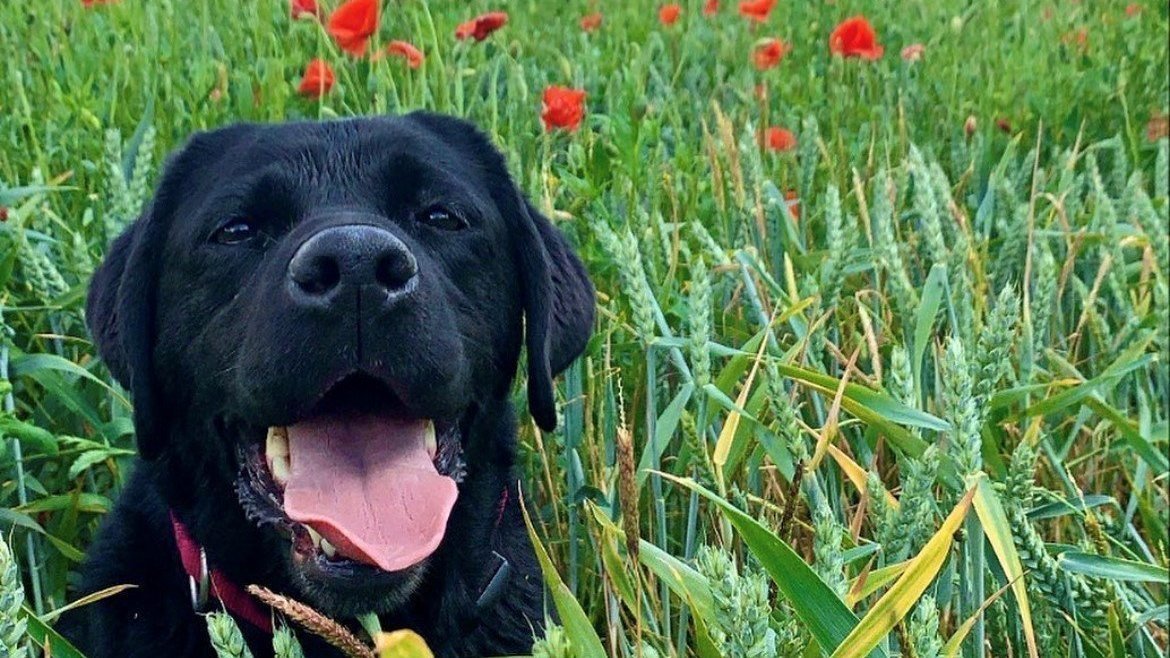 Petition · Sign to stop a working dog from being rehomed! - United ...