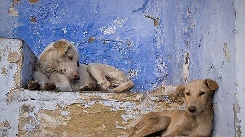 Petition · SHELTERS FOR STRAY ANIMALS - Philippines · Change.org