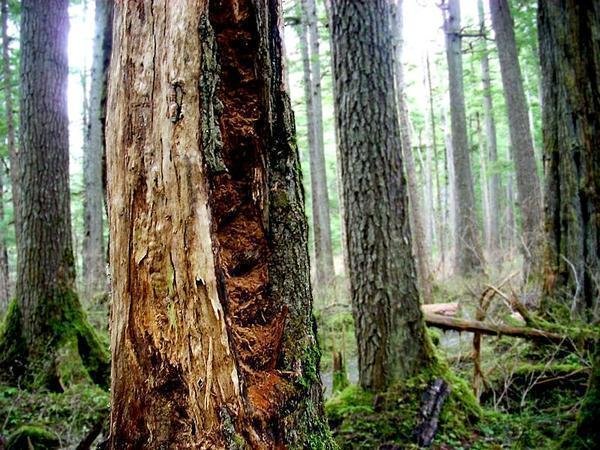 Petition · Stop Expanded Logging in Alaska's Tongass National Forest ...