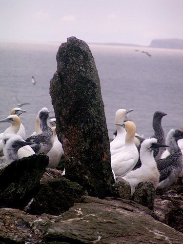 Petition · Ban the Annual Guga Hunt - Sweden · Change.org