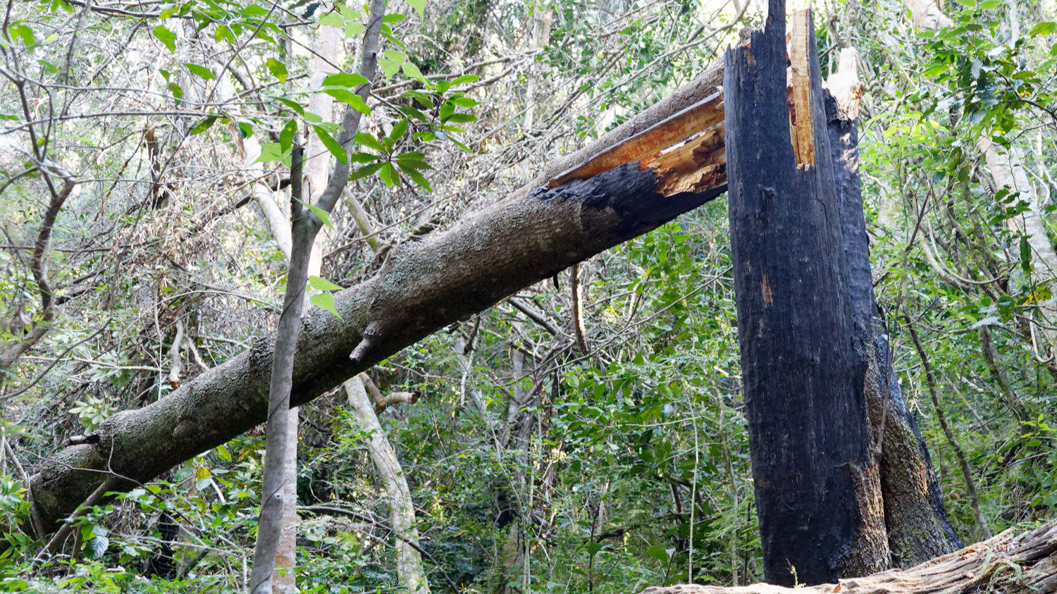 Petition · We call on SANParks to create a dedicated Strategic ...