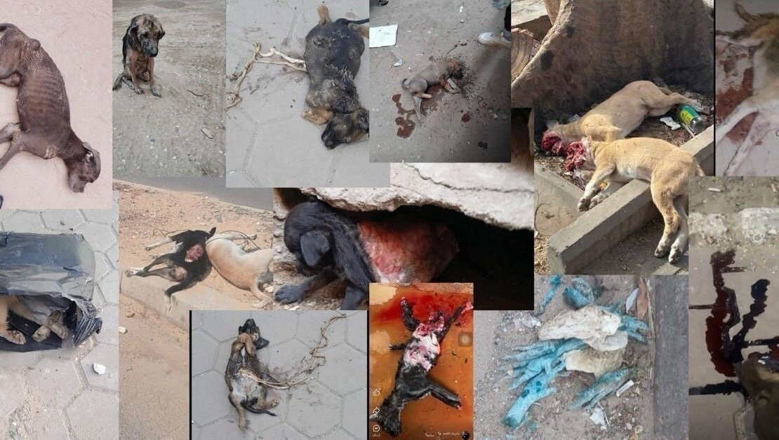 Petition · End the Suffering: Stop the Brutal Torture of Egypt’s Stray ...