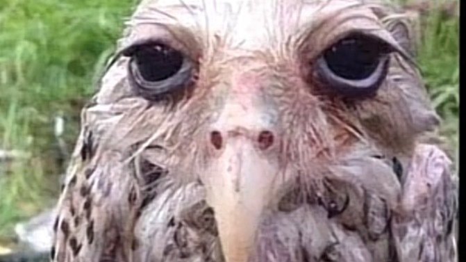 Petition · get dave to love the wet owl and say he’s gorgeous. - United ...