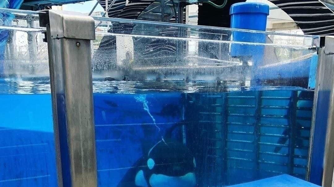Petition · Shut Down SeaWorld - United Kingdom · Change.org