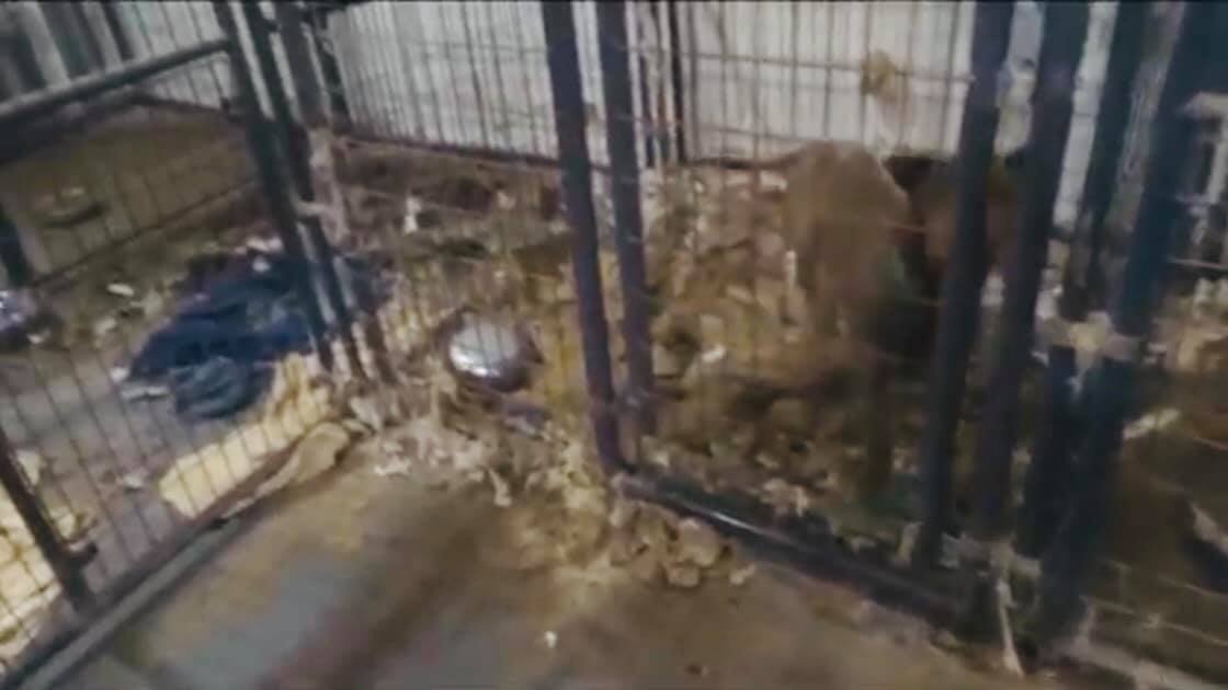 Petition · Remove Animal Shelter Director Michael Pastore Immediately ...