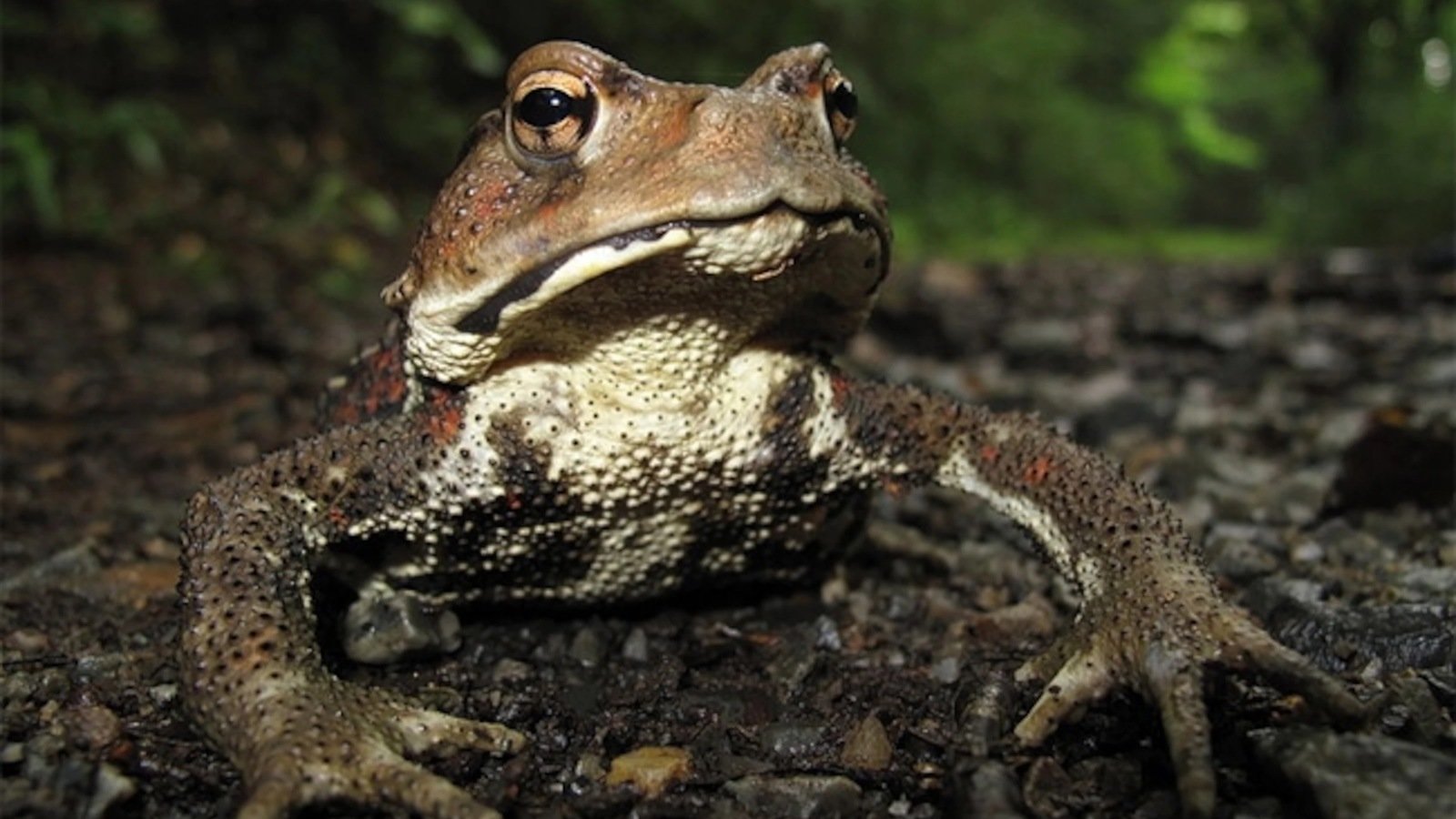 Petition · Convincing my mother to let me have a Japanese Common Toad ...