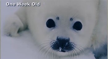 Petition · Save the Seals! - United States · Change.org