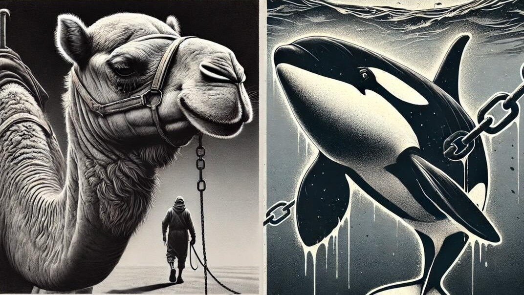 Petition · End Animal Exploitation: Stop Abuse in Entertainment and ...