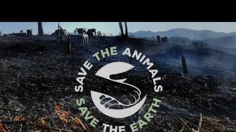 Petition · Tell Animal Rescue Groups: Adopt a Vegan Policy to Save the ...