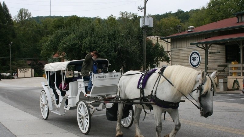 Petition · Dona K. Burke: Save the carriage horses from their slave ...