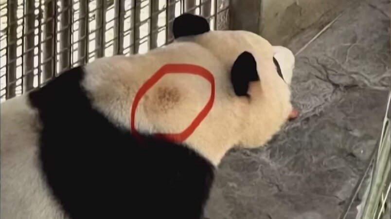 Petition · Report China's Panda Abuse to IUCN - United States · Change.org