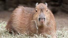 Petition · Capybaras Should Have Rizz! - United States · Change.org