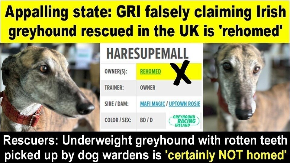 Petition update · Appalling state: GRI falsely claiming Irish greyhound ...