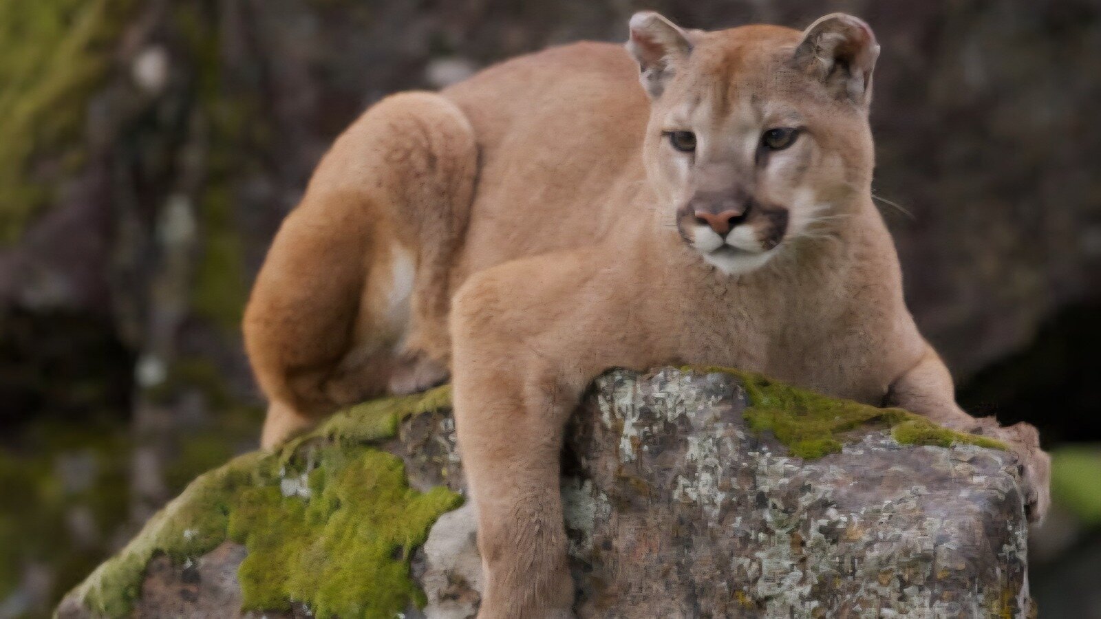 Petition · Stop innocent animals from being shot and killed in National ...