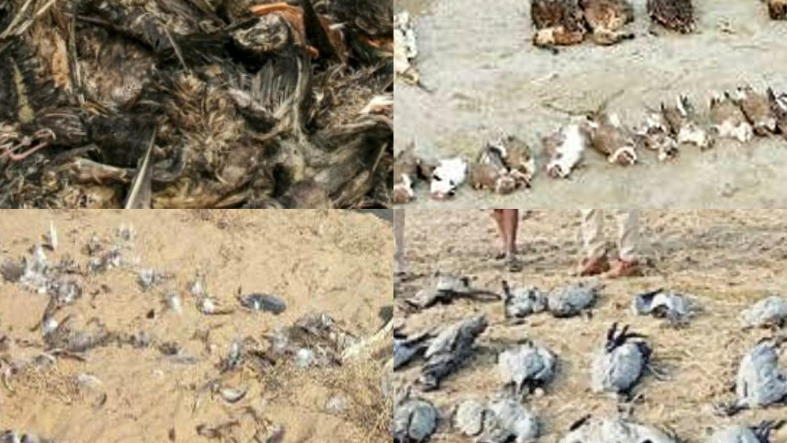 Petition · Save Birds and Animals,Say no to overhead High tension power ...