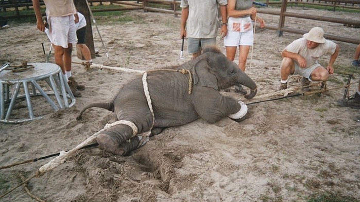 Petition · Stop Selling Elephant Rides - United States · Change.org