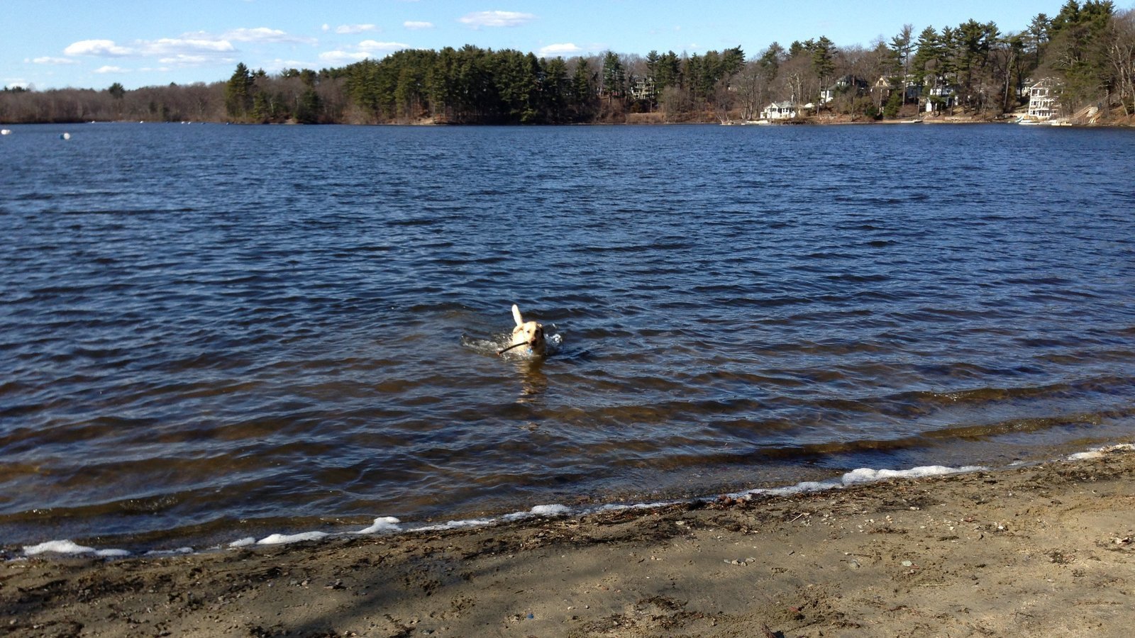 Petition · Support for a new weed harvester for Morses pond - United ...