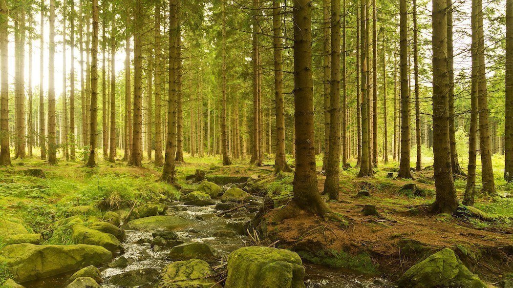 Petition · Protecting the forests, Saving wildlife - Philippines ...