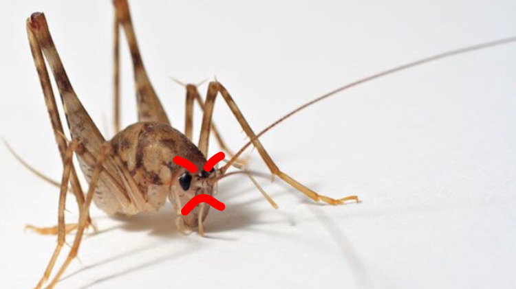 Petition · The genocide of spider crickets · Change.org