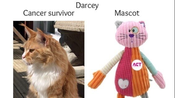 Petition · Recommission our Wilberry mascot in honour of ACT's feline ...
