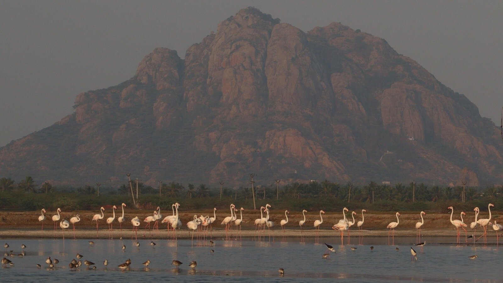 Petition · Declare the Manakudy Estuary Area as a bird conservation ...