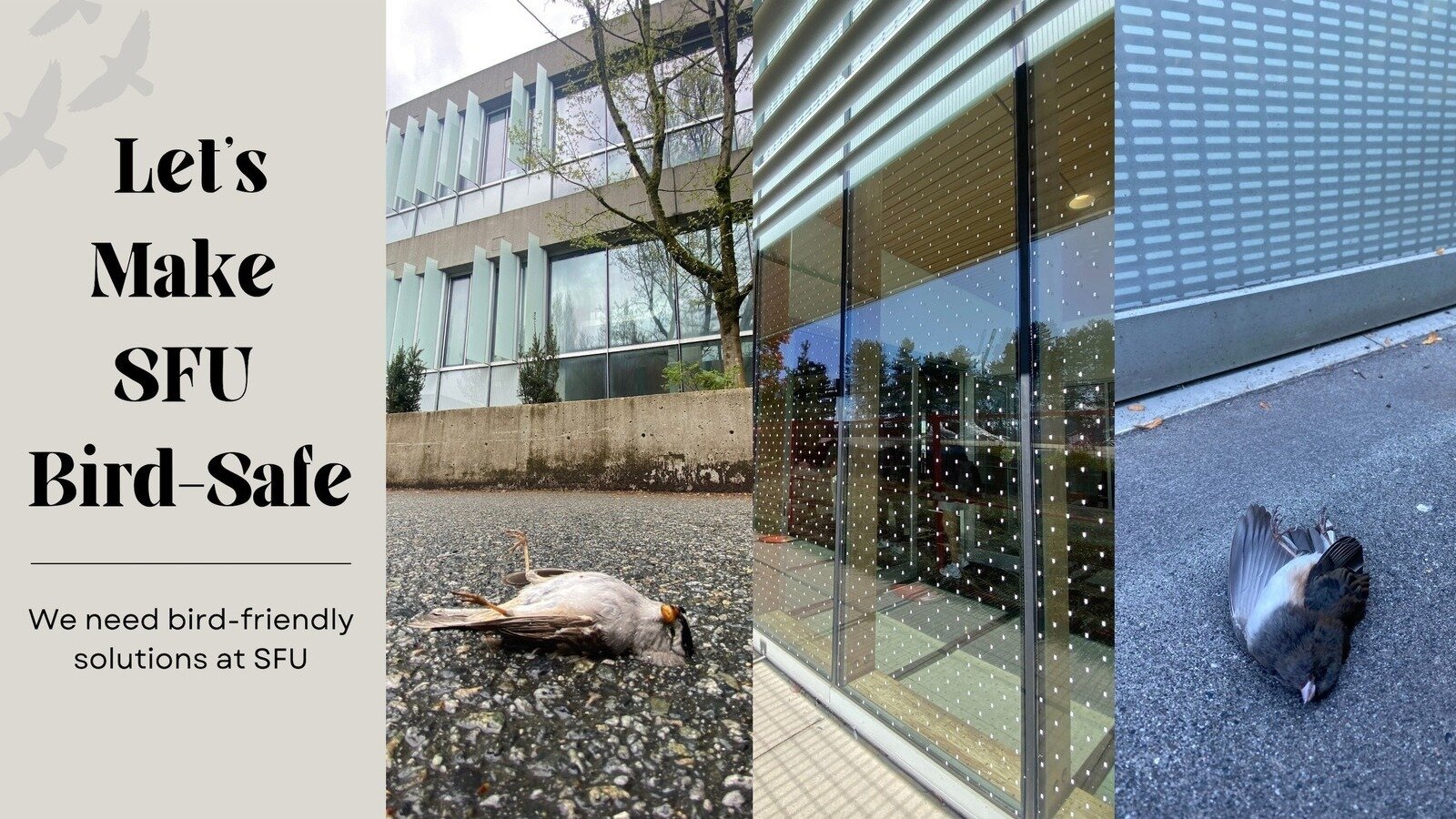 Petition · Make SFU Bird-Safe with Bird-Friendly Solutions - Burnaby ...