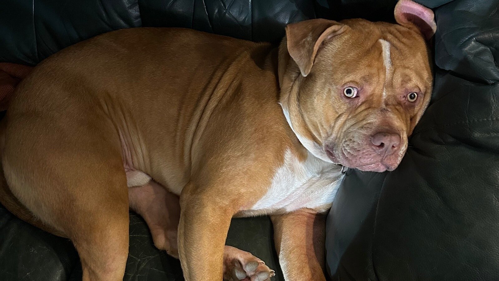 Petition · Return Tevon. Wrongfully seized. - Cranbrook, United Kingdom ...