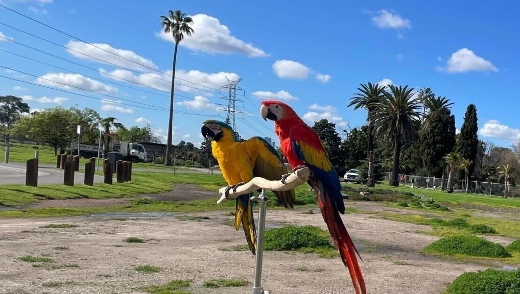 Petition · Save the Local Footscray Macaws from Footscray Primary & The ...