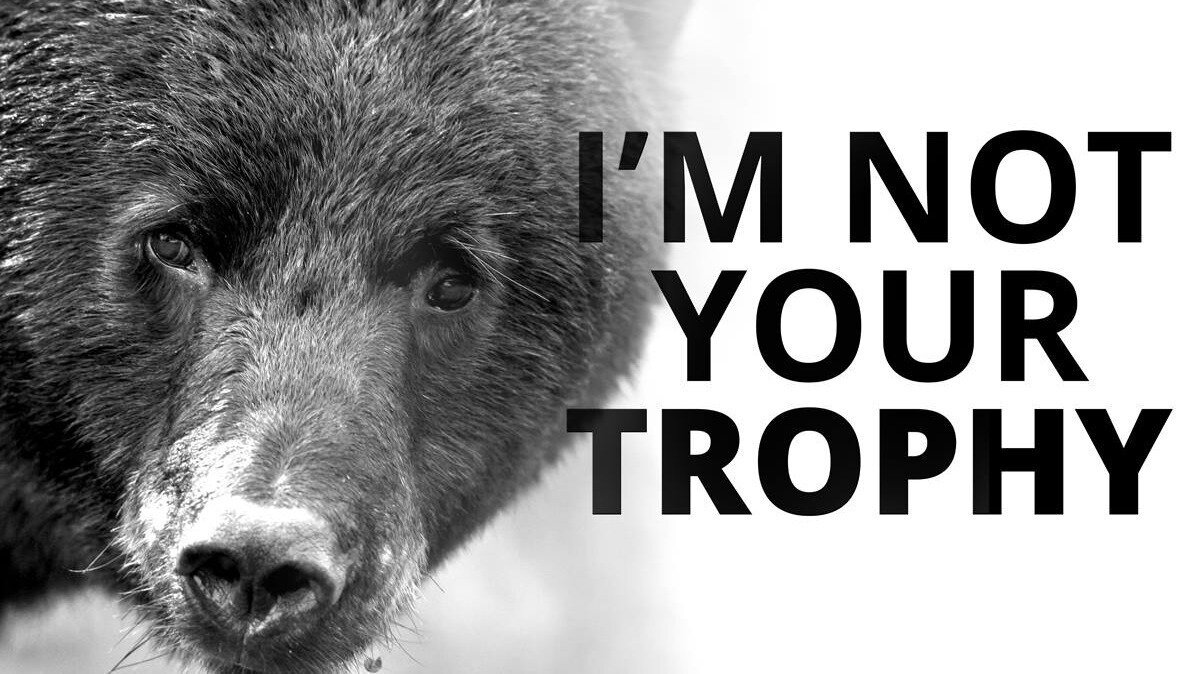 Petition update · STOP THE FLORIDA BEAR HUNT!!! - Sign Our New Petition ...