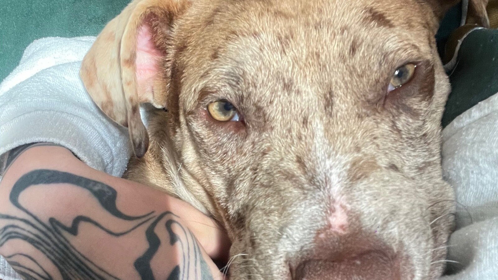 Petition · Stop the Ban on Bully Breeds coming to Ireland - Ireland ...