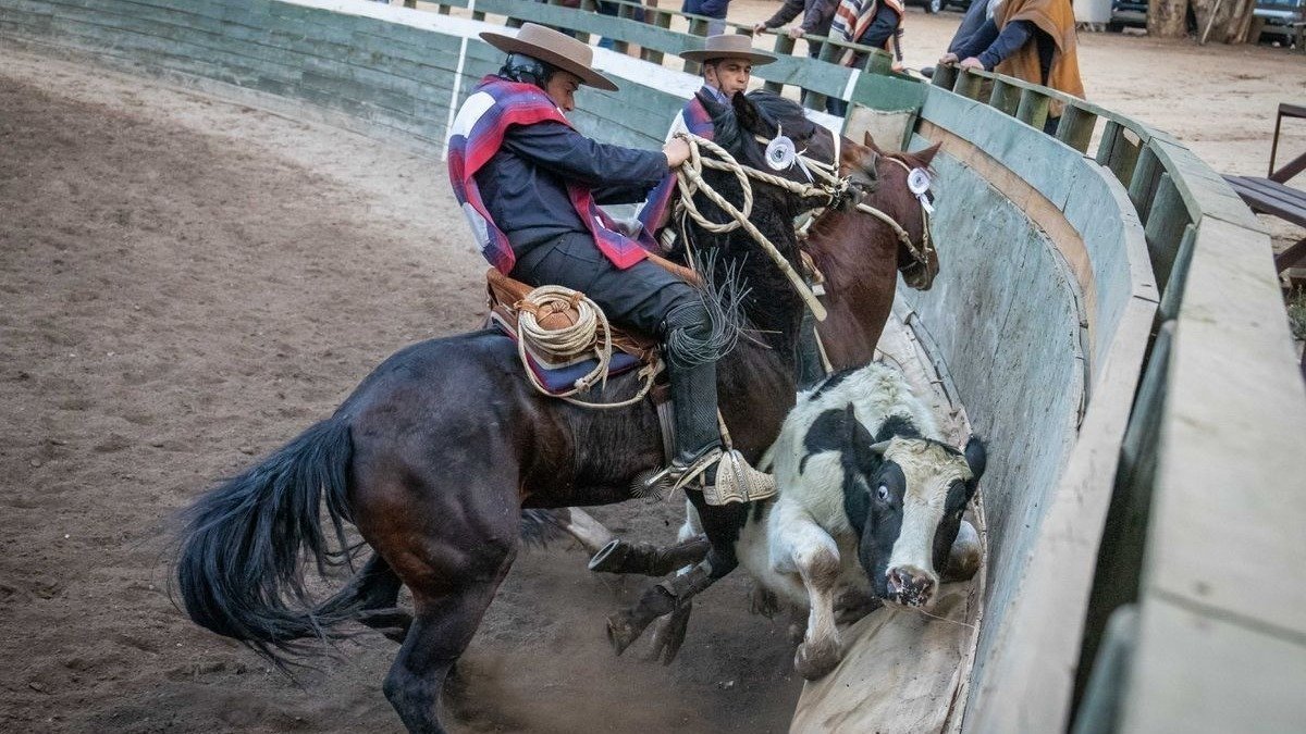 Petición · NO + RODEO, no es deporte y no representa a Chile. - Chile ...
