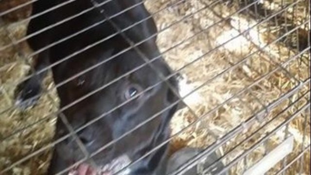 Petition · STOP the killing at Murphys Rescue in McKee, KY - United ...