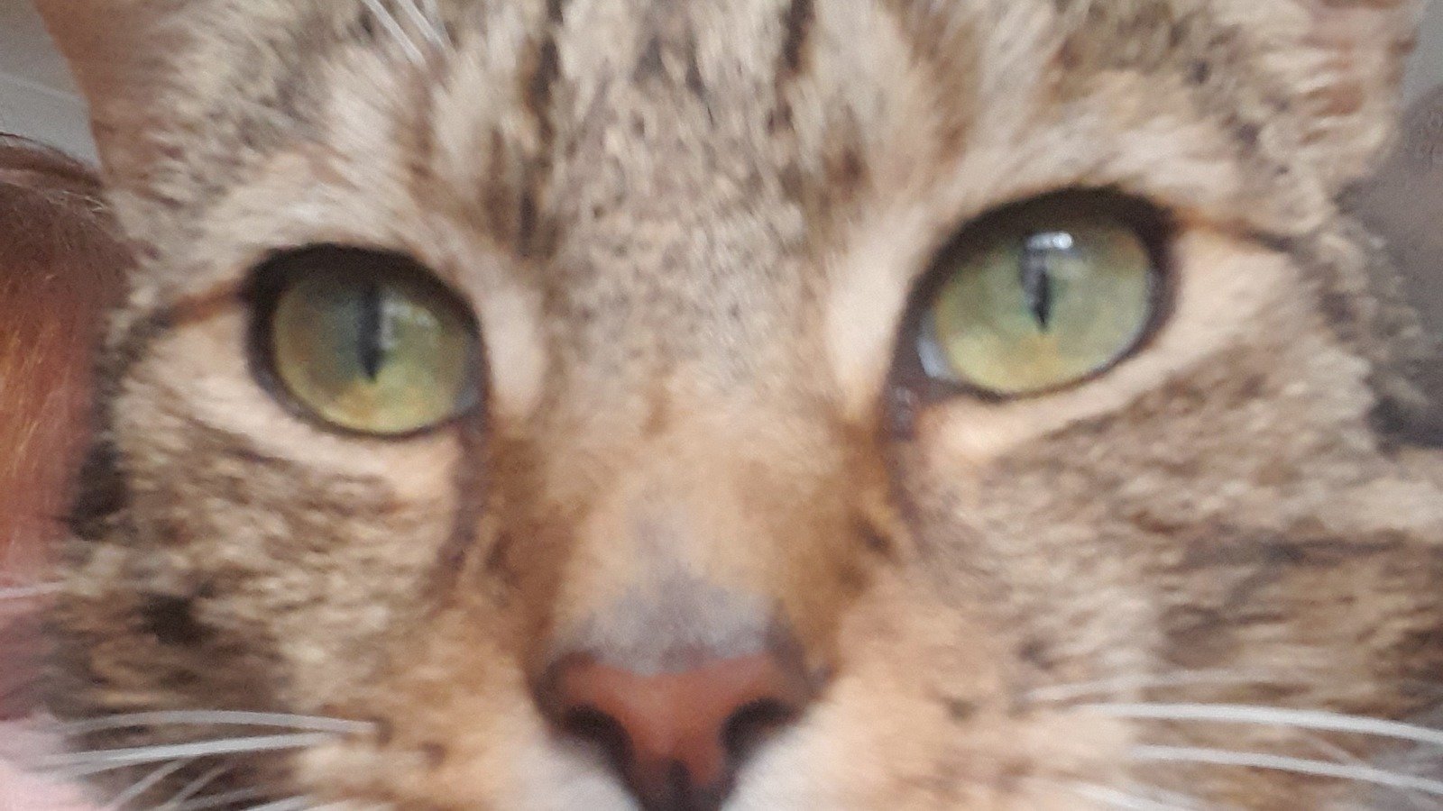 Petition · I want to make it illegal for drivers who run over cats and ...