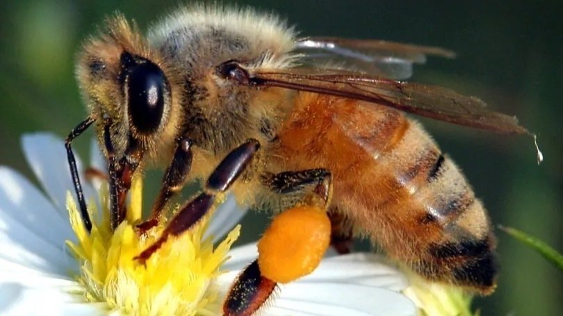 Petition · How pesticides are killing off Honey Bees - India · Change.org