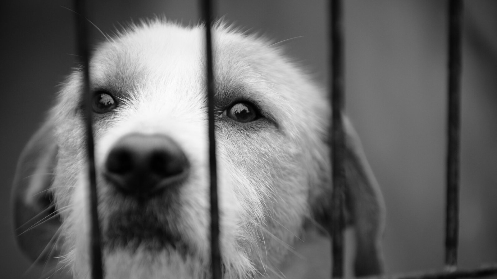 Petition · Stop abusing animals! - Philippines · Change.org