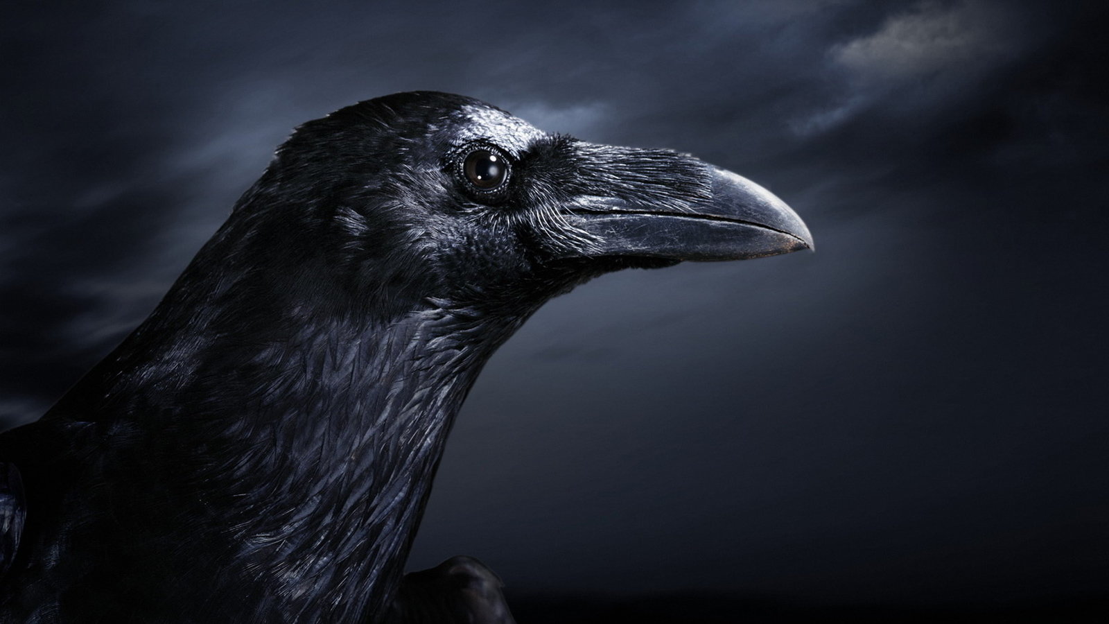Petition · Change the name of a group of Ravens to a "nightmare ...