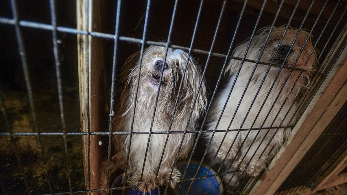 Petition update · Help animals win at the next General Election ...