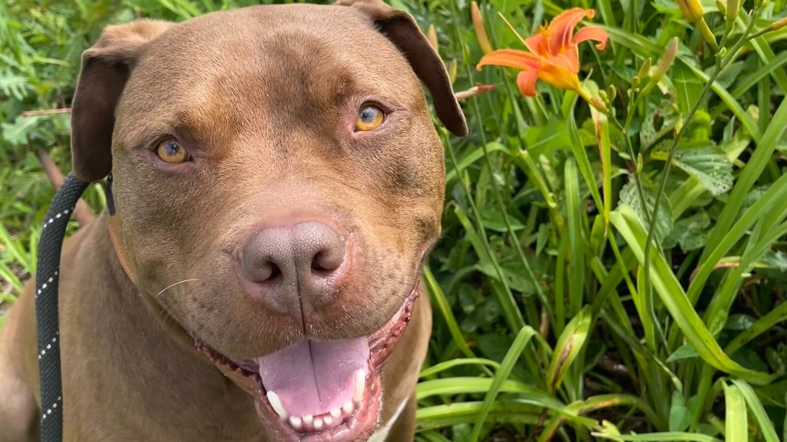 Petition Address Stray Dog Problem In Montgomery County United petition-address-stray-dog-problem-in-montgomery-county-united