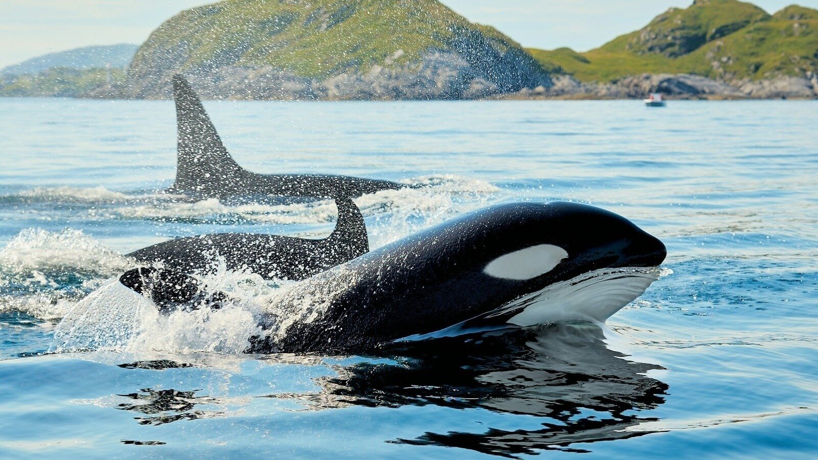 Petition · Stop Congress from weakening the Marine Mammal Protection ...