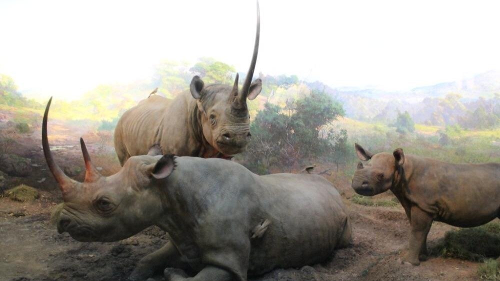 Petition · Stop South Africa's Intention to Reopen International ...