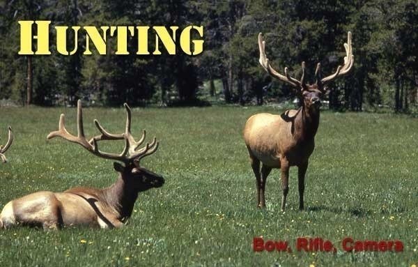 Petition · Stop Animal Hunting · Change.org