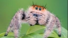 Petition · spider time - United States · Change.org