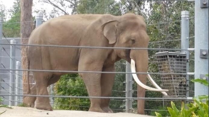 Petition · Mayor Karen Bass, Please Free Billy The Elephant From The LA ...