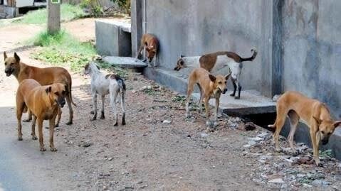 Petition · Provide Shelters for Stray Dogs - Philippines · Change.org